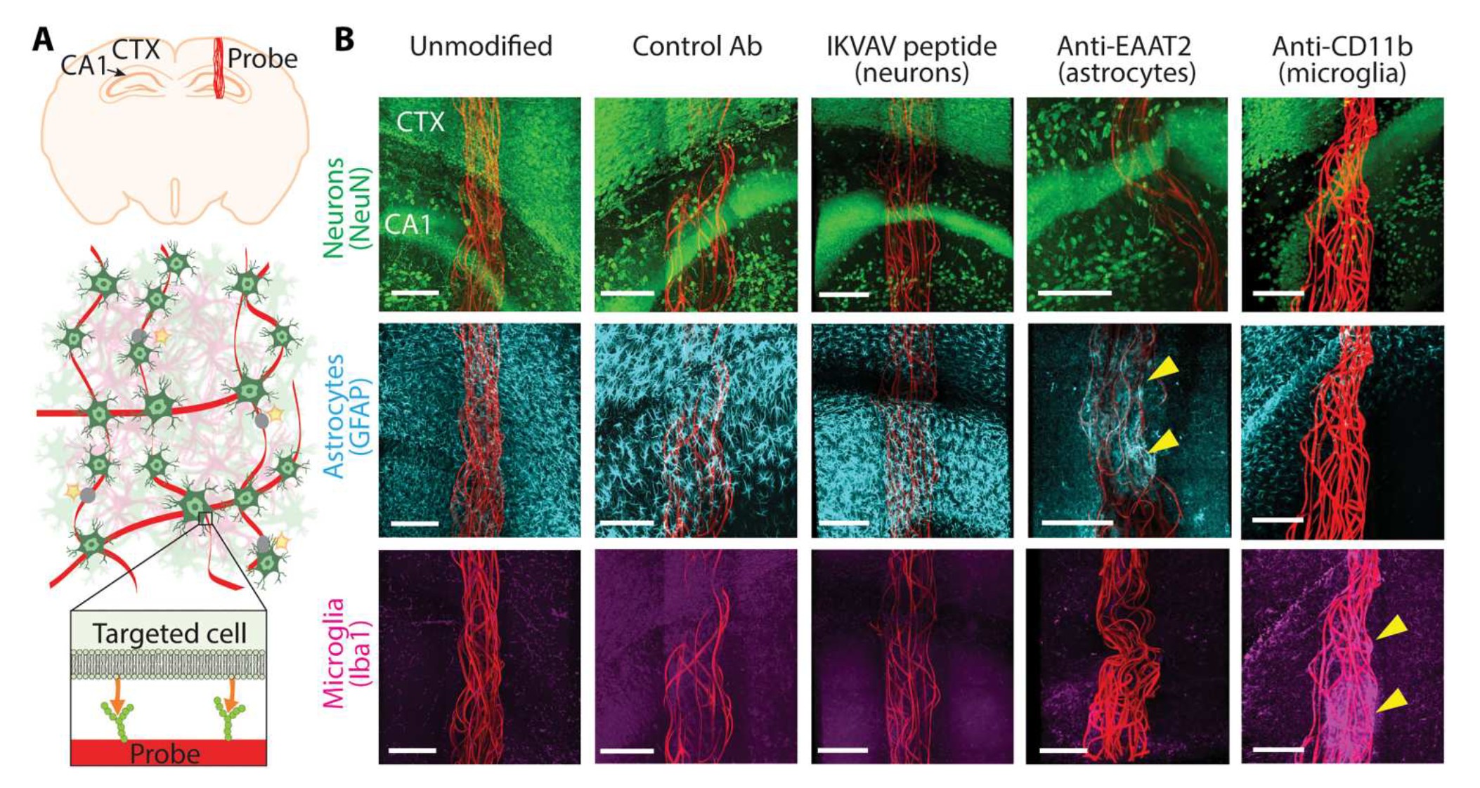 Biochemically functionalized probes for cell-type–specific targeting ...